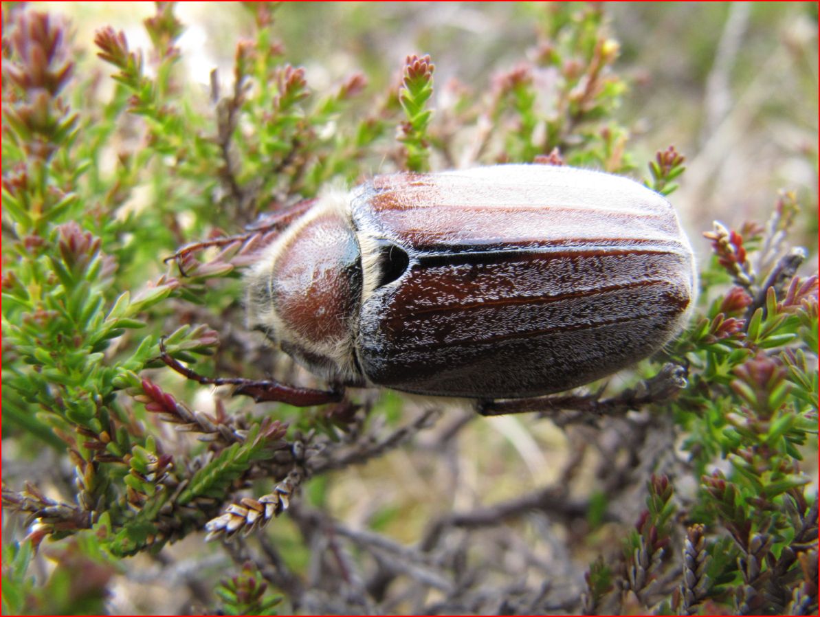 Islay Natural History Trust: Cockchafer (Melolontha melolontha)