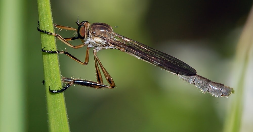 Variety of Life: Asilidae