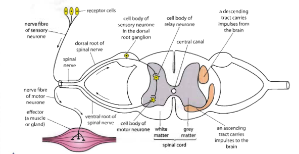 Tanya HL Bio: Option E: Neurobiology & Behaviour