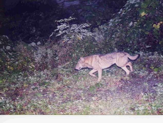 Abe's Animals: 3 pictures of extinct animal sightings in color