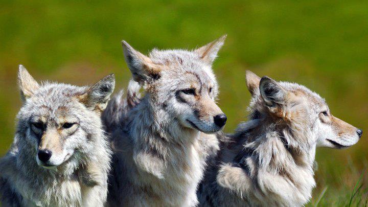 White Wolf : Coywolves - A Threat to the Recovery of Wolves in America?