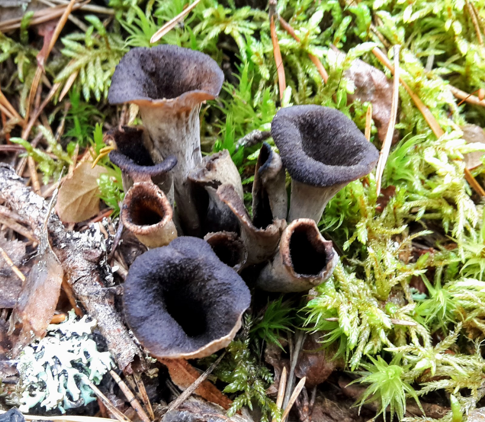 MANSIKKAHEINÄ: Mustatorvisienikeitto tai -kastike on huippua