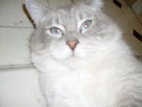 Life As A Cat - By Sylvester