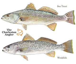 BRATTLEPONICS: Southern Adventures with Sea Trout