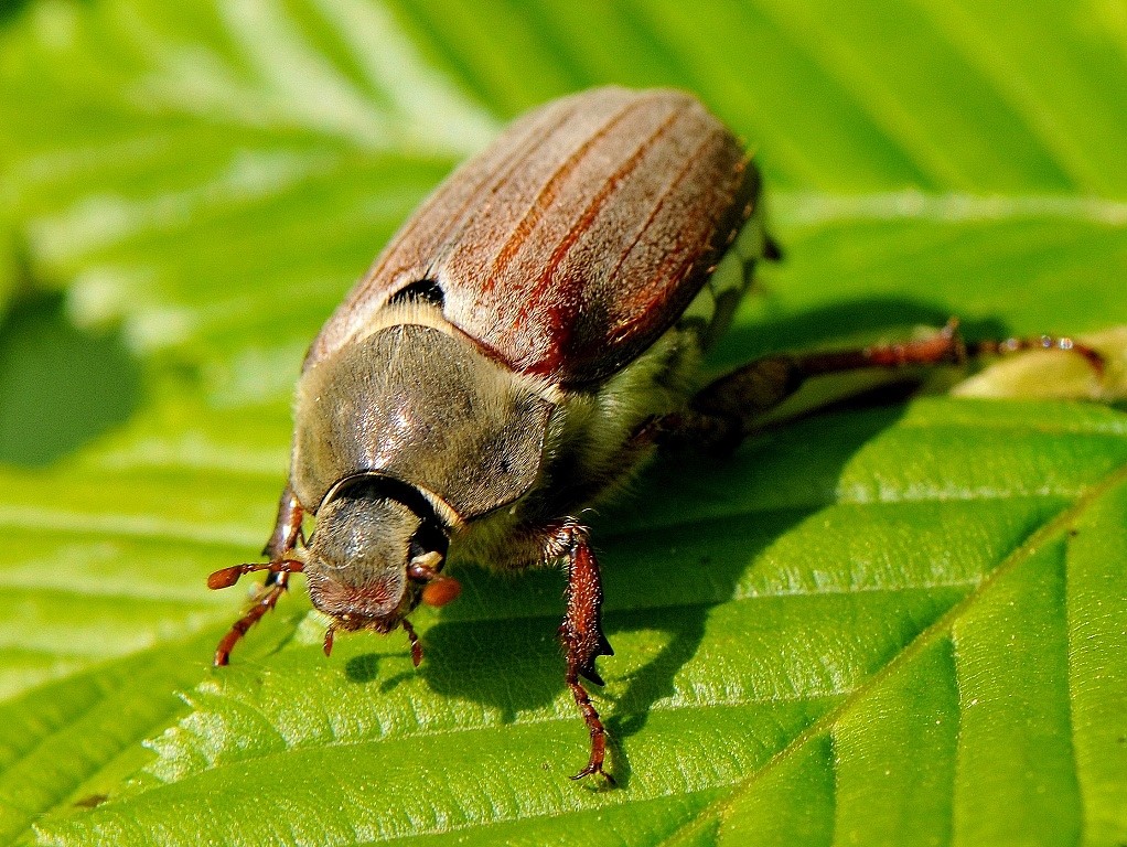 Nieuws van de genoten: Es gibt keine Maikäfer mehr