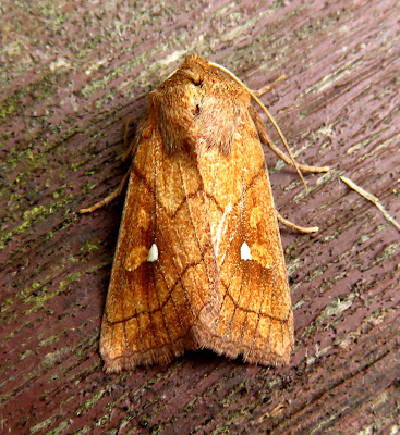 MERSEA WILDLIFE: SELECTION OF MOTHS