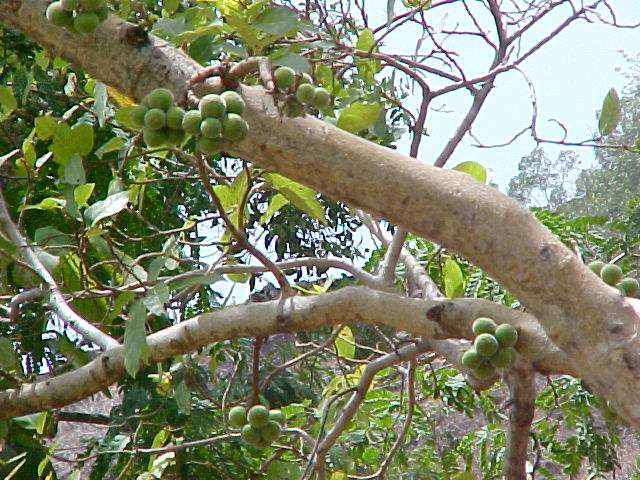 Herbalkart | The Online Herbal Store: Gular - Athi