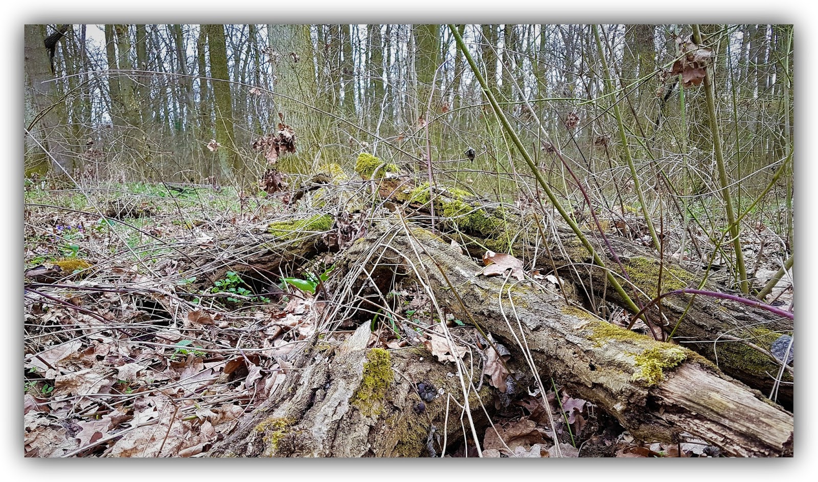 O plimbare prin padure