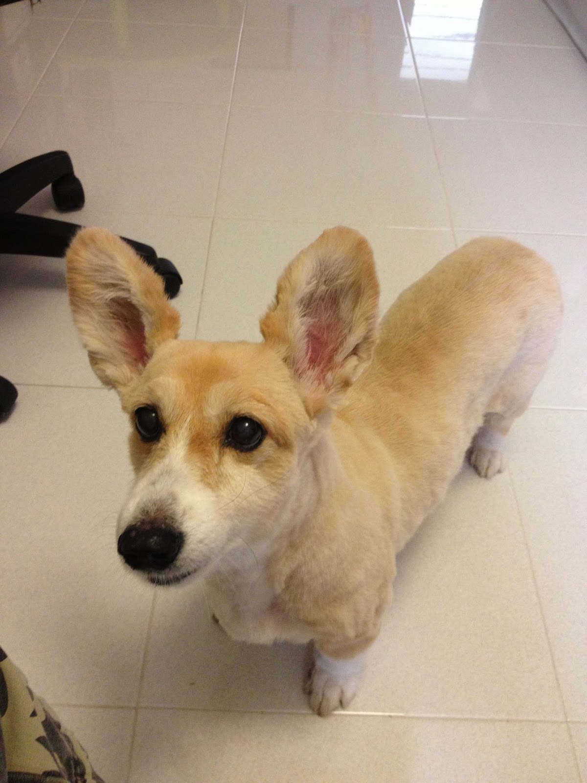 Corgi Full Grooming by Mobile Dog Stylists | Mobile Dog Stylists - Pet ...