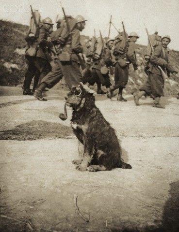 Terrierman's Daily Dose: Dogs of World War I