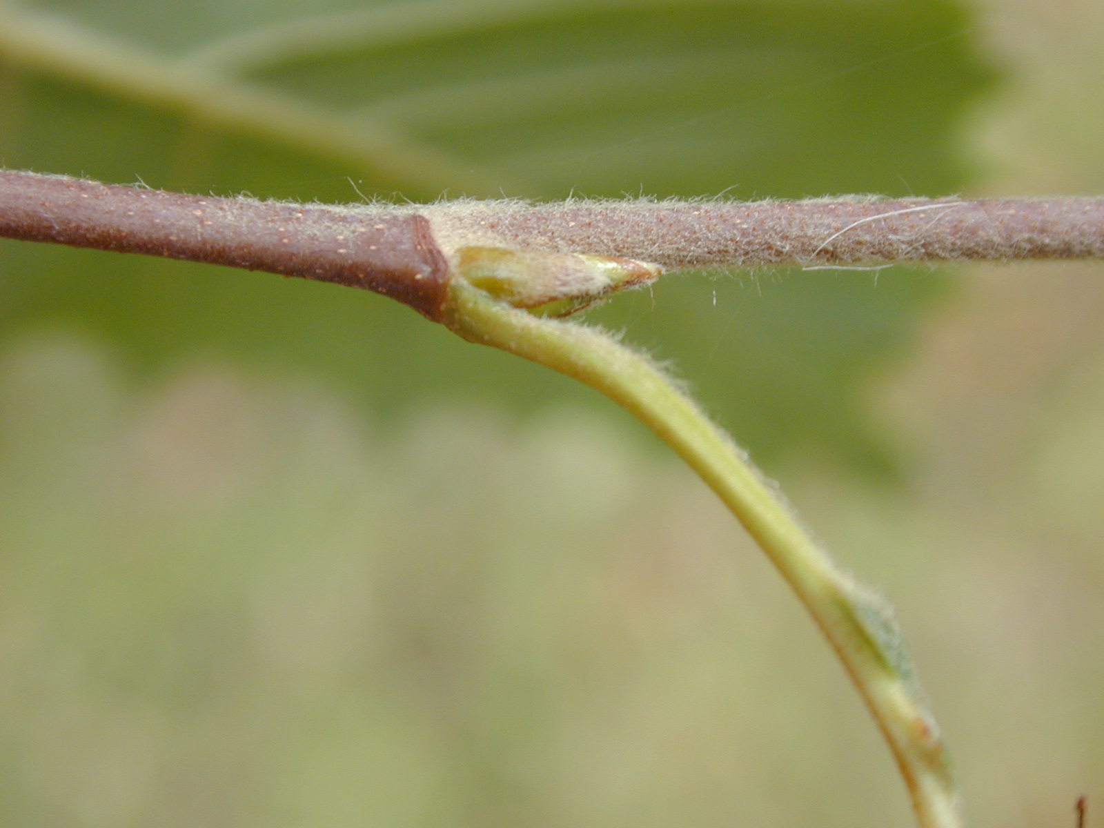 Trees of Santa Cruz County: Betula nigra - River Birch