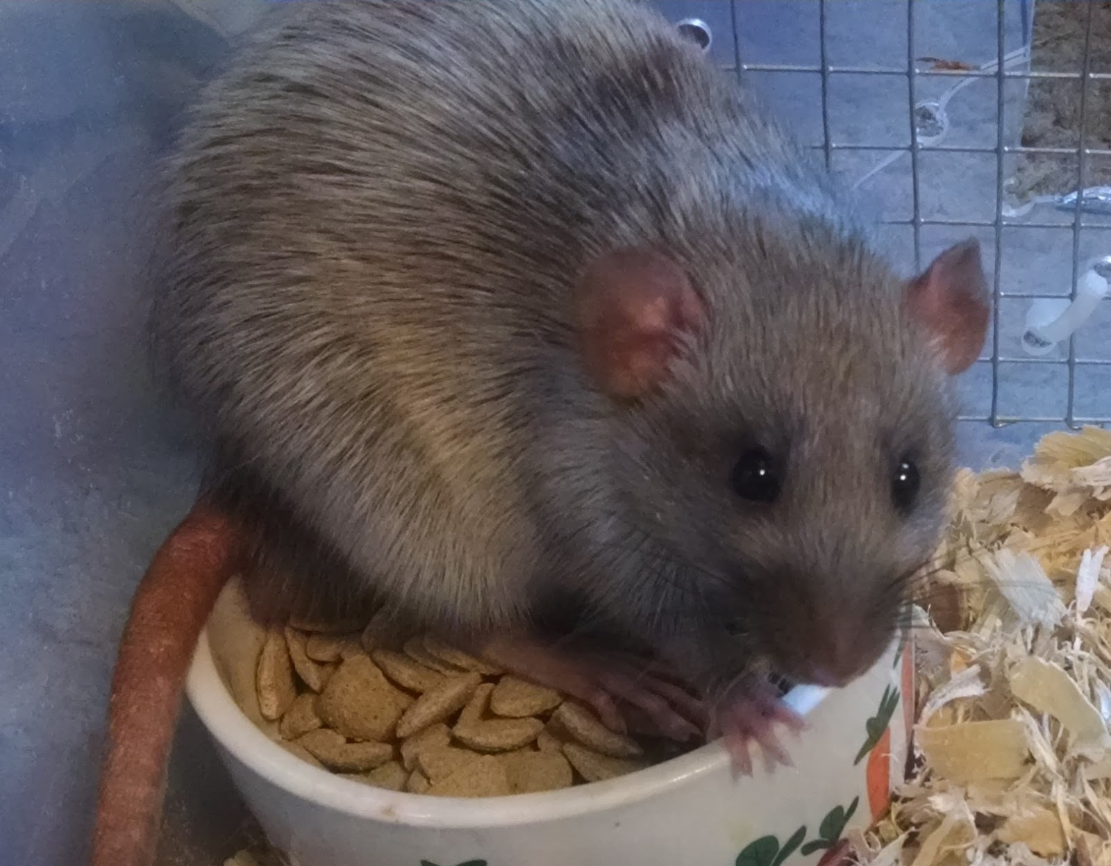 Once Upon a Mischief Rattery: Variety: Silvermane