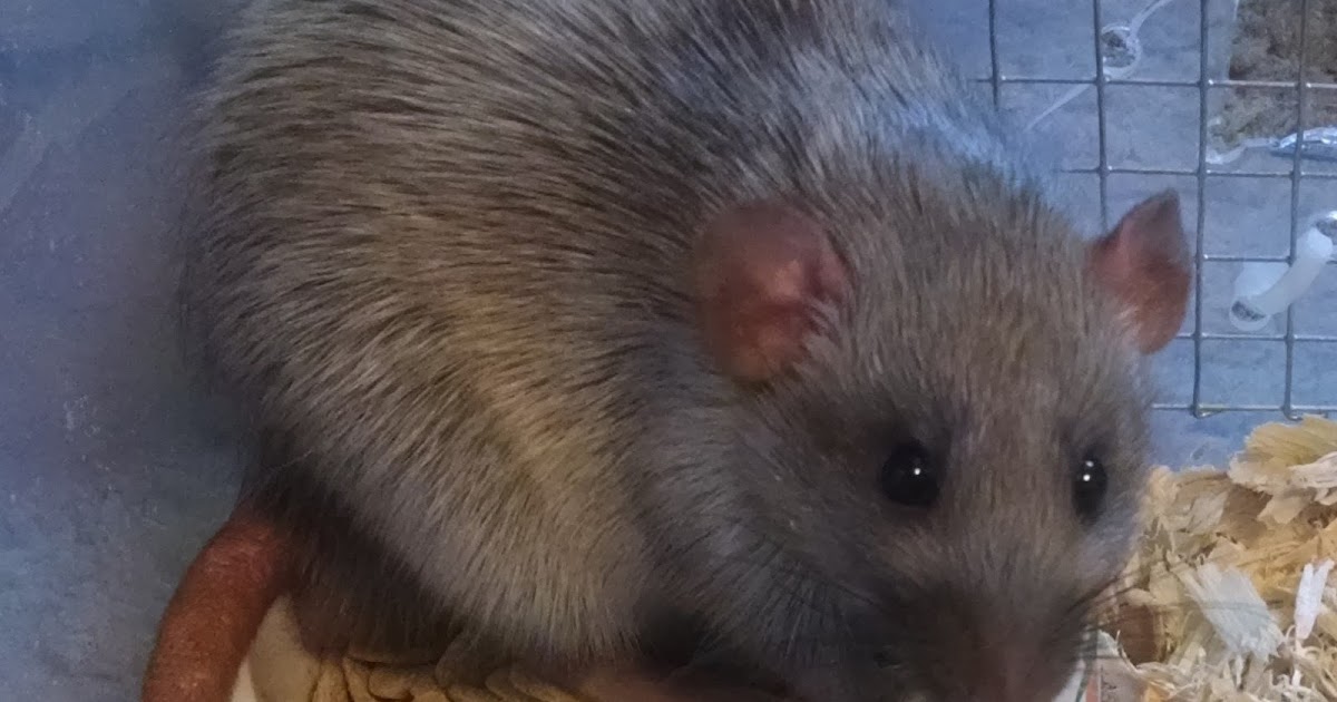 Once Upon a Mischief Rattery: Variety: Silvermane