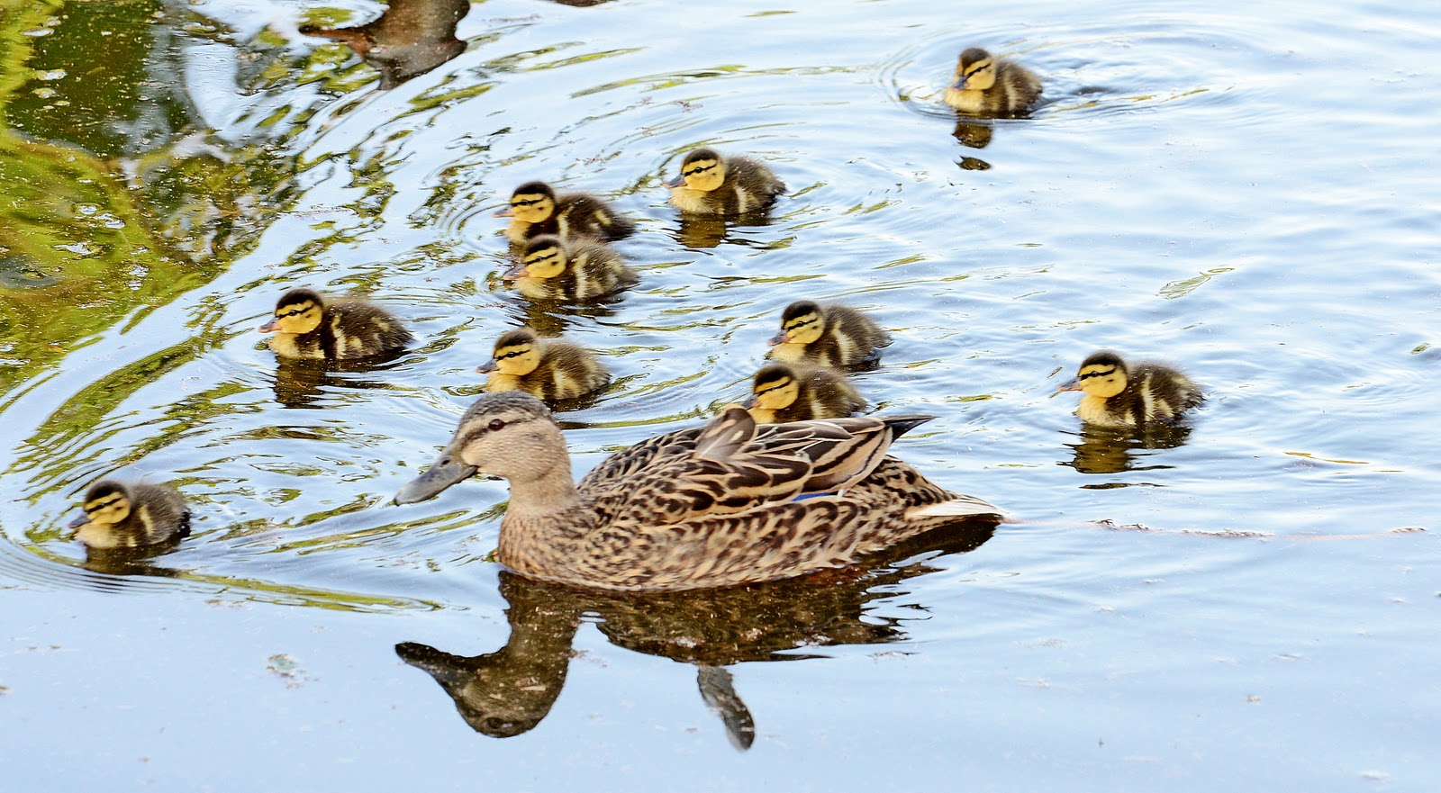 Dina's City Wildlife Adventures: Duck, Duck, Frog
