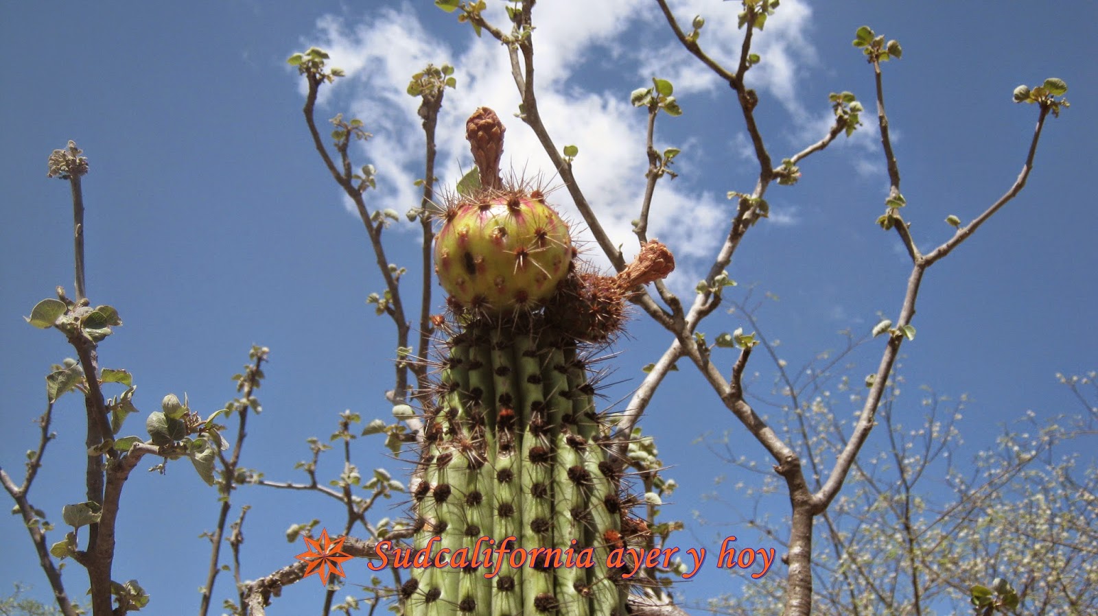 SUDCALIFORNIA DE AYER Y HOY: Las frutas en Sudcalifornia.