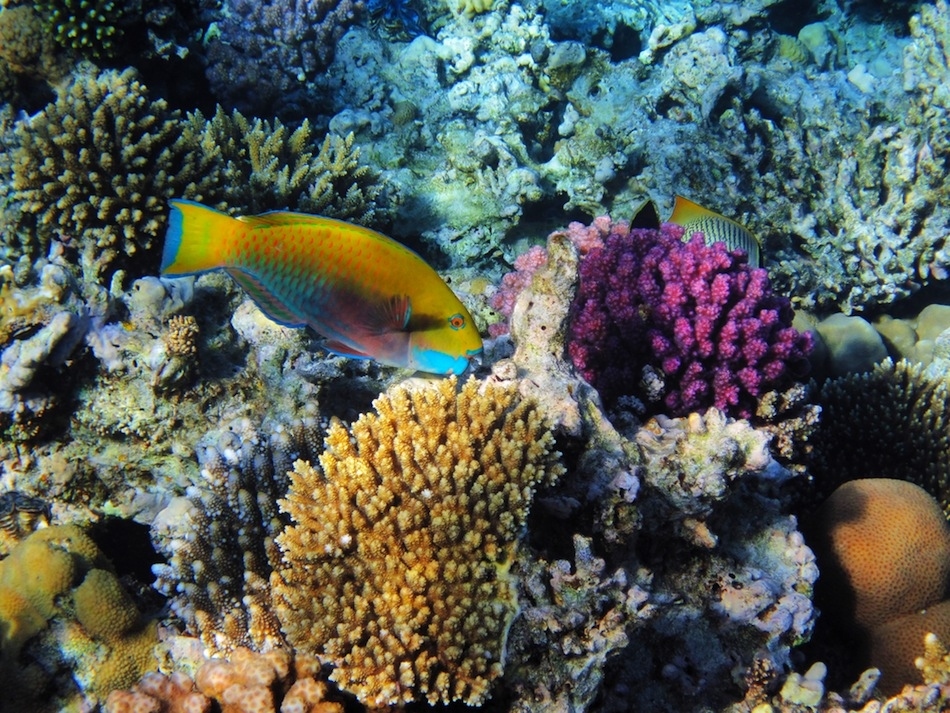 Golden Eye View: Top 15 Most Beautiful Fishes of the World according to ...