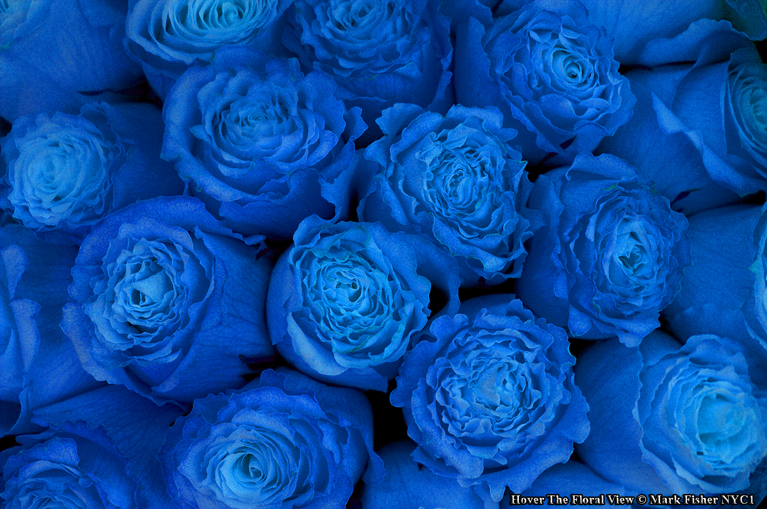 Mark Fisher's World Of Photography ™: Hover The Floral View • American ...