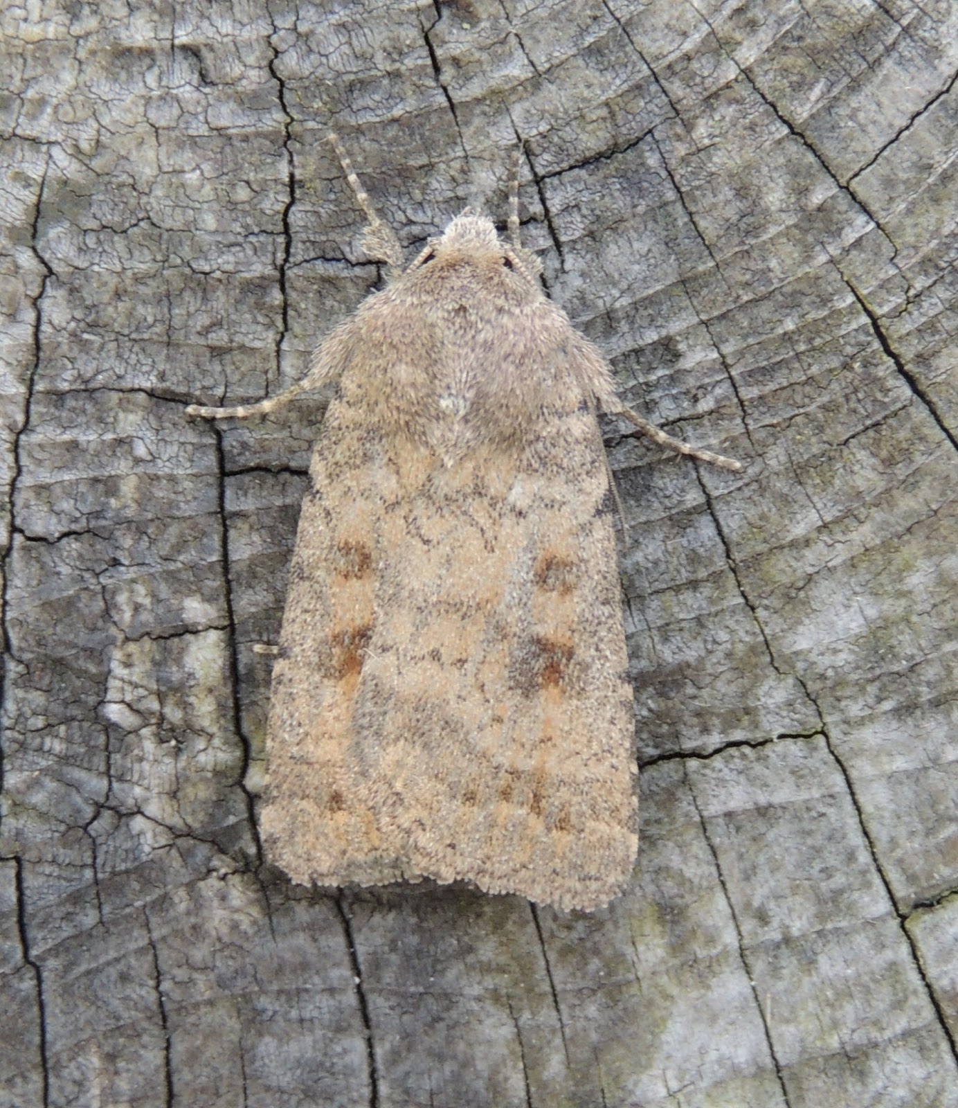 Plovers Blog: Moths & Butterflies