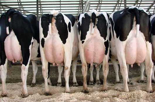 ASOCIACION ECOLOGISTA RIO MOCORETA: RAZA BOVINA HOLSTEIN