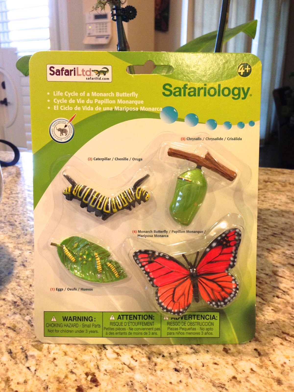 Life Cycle Of Butterfly Model