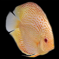 Plandiscus: Discus