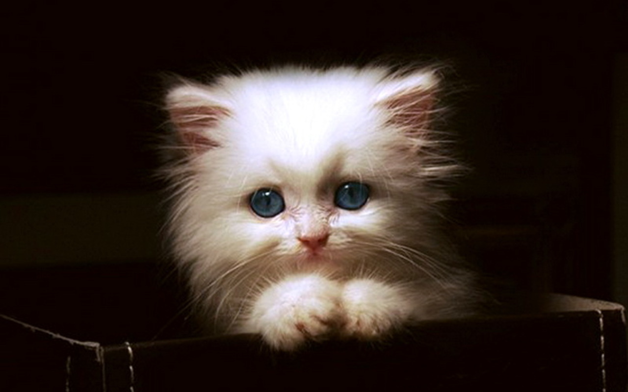 Imagini cu Pisicute mici Dragalase | Poze Super Misto