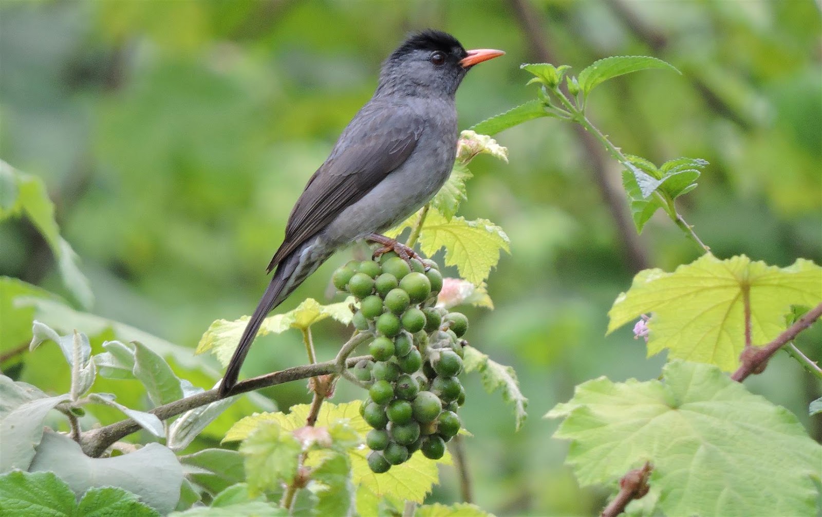 Birding for a Lark: Andasibe