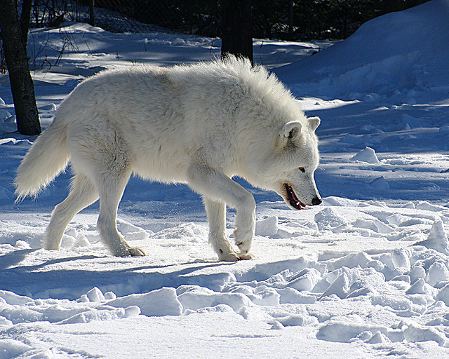 White Wolf : Wolves spur rebirth of Yellowstone ecosystems (VIDEO)