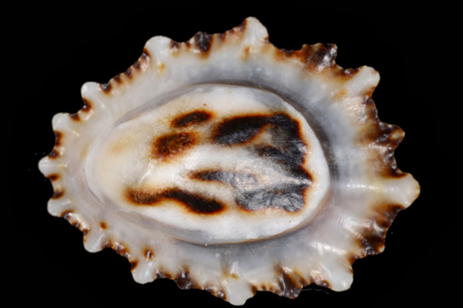 Dr. Lee's Gallery Museum: Lottia scabra 24.50mm