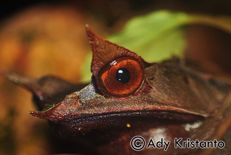 - Me and Indonesian Biodiversity -: Suara Katak Berbunyi ... Pertanda ...