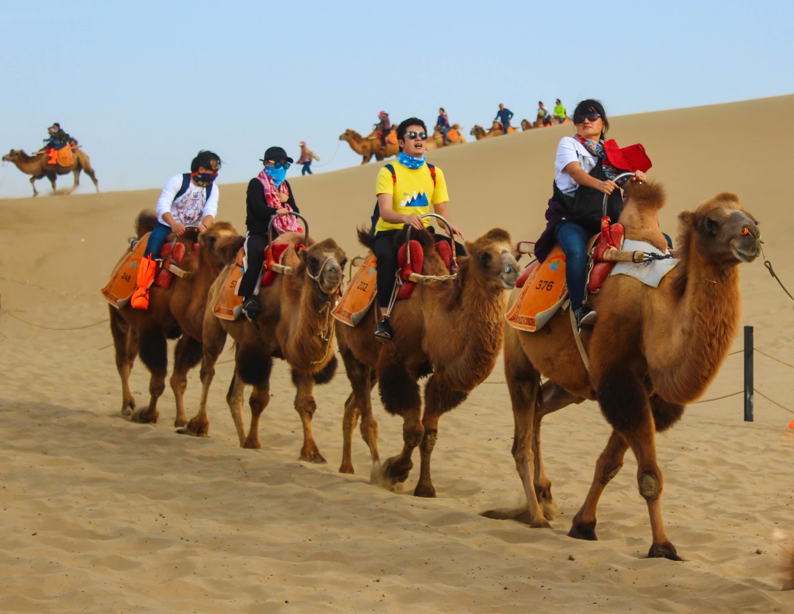 Cannundrums: Bactrian Camel