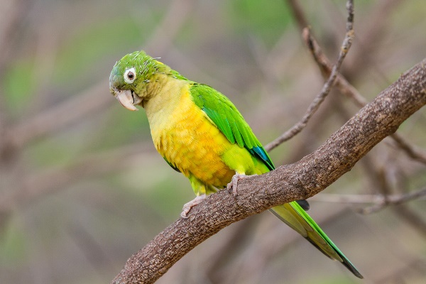Fotos de 20 animais da Caatinga (No Ceará tem disso sim) | No Ceará Tem ...