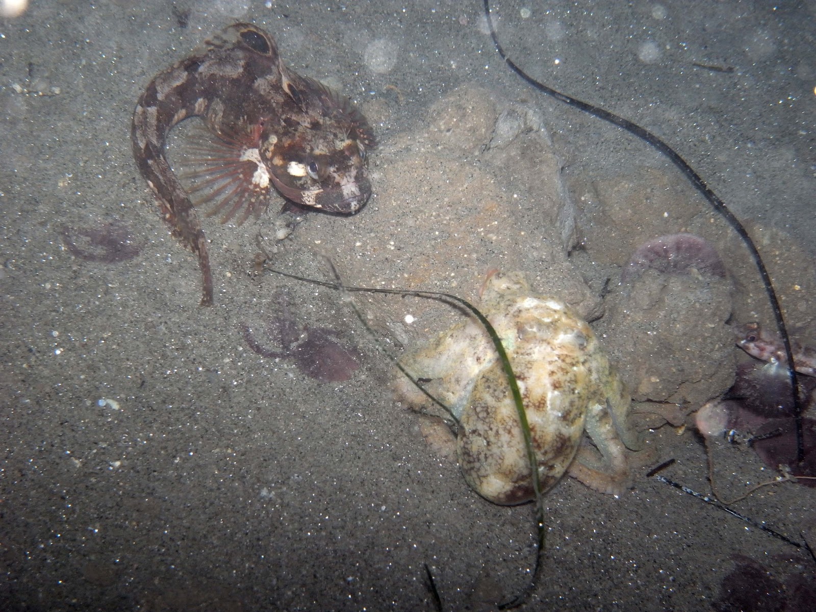 The Dive Shack Tides: Creature Feature: Sarcastic Fringehead (Neoclinus ...