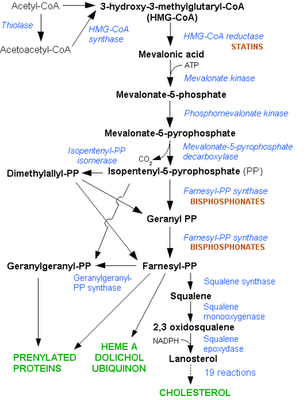 Kolesterol | The Darkness