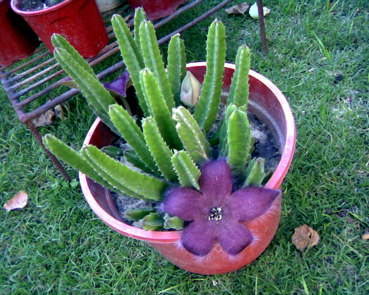 STAPELIA