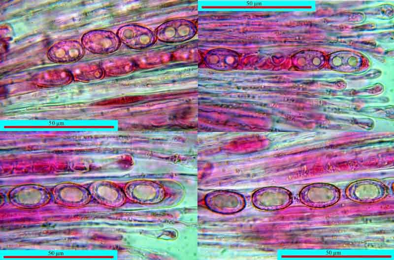 Funghi Teramani: Humaria hemisphaerica (Wigg.ex Gray) Fkl.