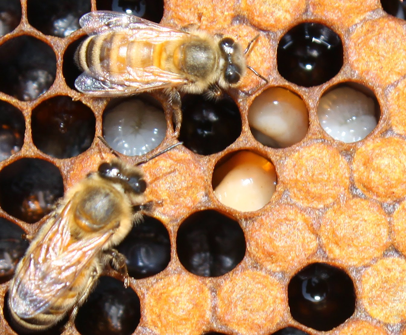 Protocolo sanitario de apícultura