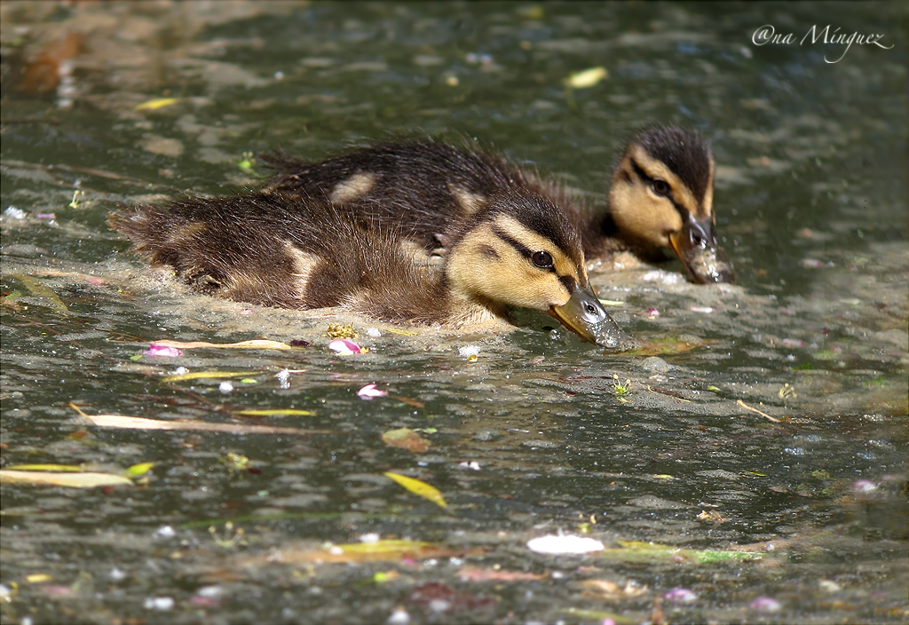 NATURANAFOTOS: Ardeidas, Anades, limícolas/Waterbirds