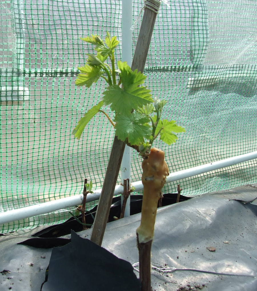 Home Grown Grapes UK.: Tender Perlette.