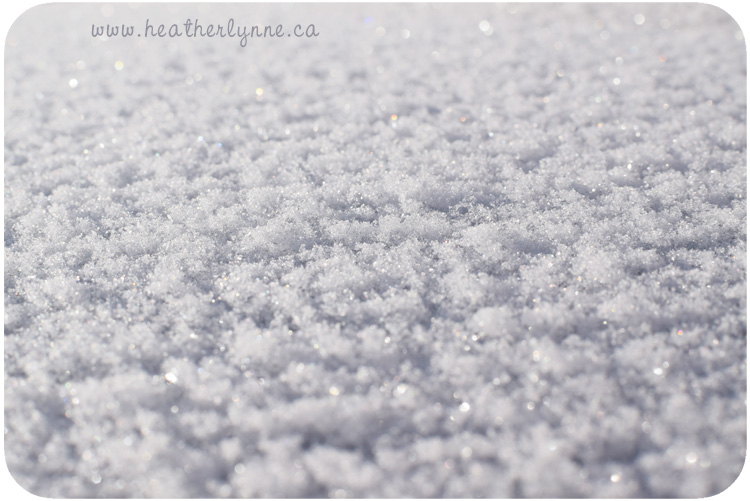 Winter Photography on a Sparkly Snow Day