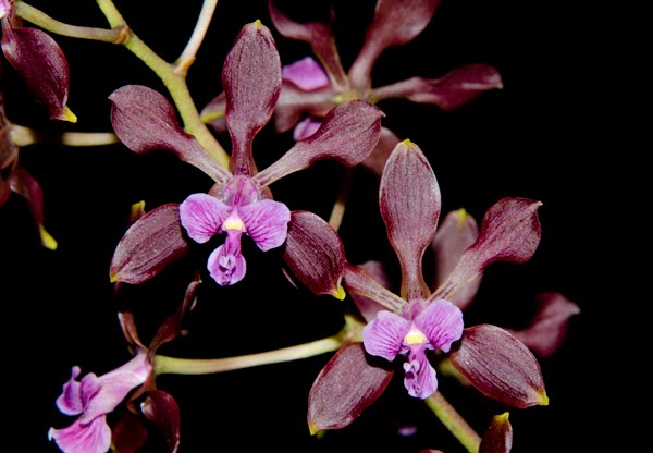 The Wayward Hawaiian: The Reddest of the Encyclias: Encyclia atrorubens