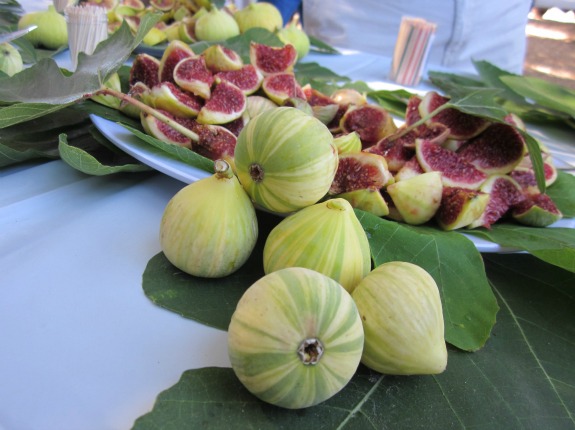 Seattle Garden & Fruit Adventures: The allure of Striped figs