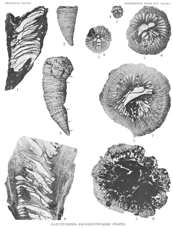 Equatorial Minnesota: The first fossils described from Dinosaur ...