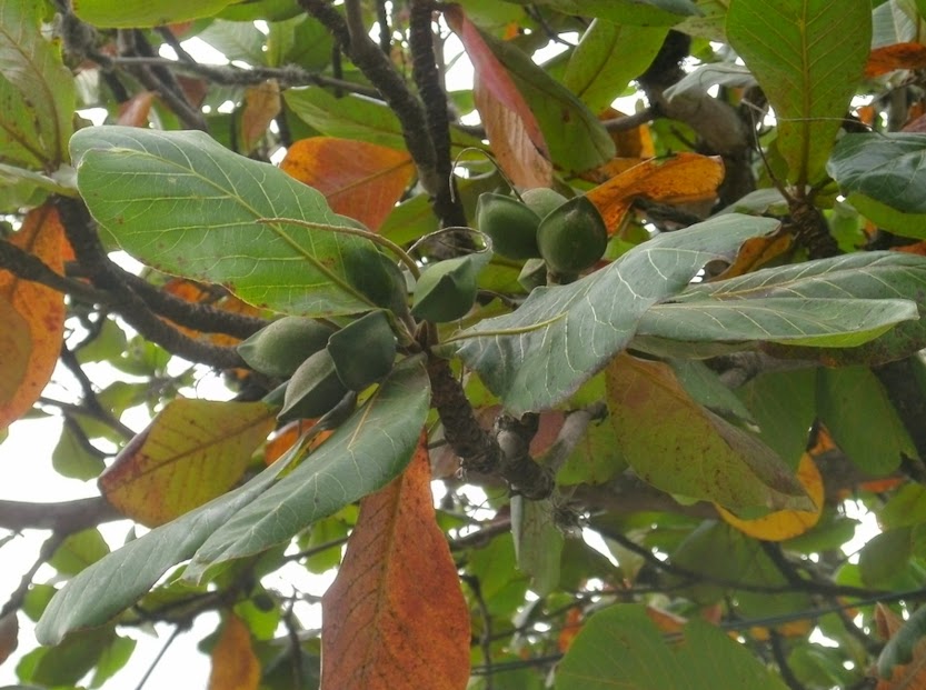 Guayana: Eje Sur Upata Santa Elena de Uairén: El almendrón árbol de ...
