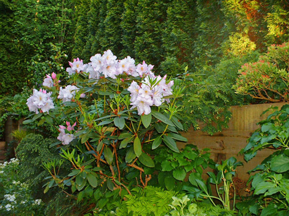 West Coast Gardens: Rare Beauty - The Rhododendron
