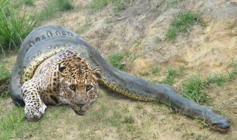 Monster boa constrictor versus bovine. Panther versus Giant python ...