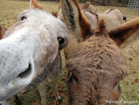 Farmgirl Fare: Tuesday Dose of Donkey Cute: New Year's Eve Wish