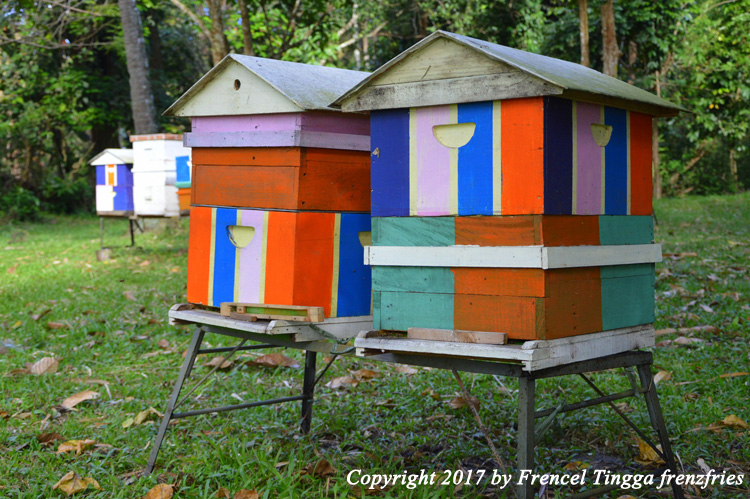 Frenz Fries: The Beehive Farm and Kitchen, Lipa