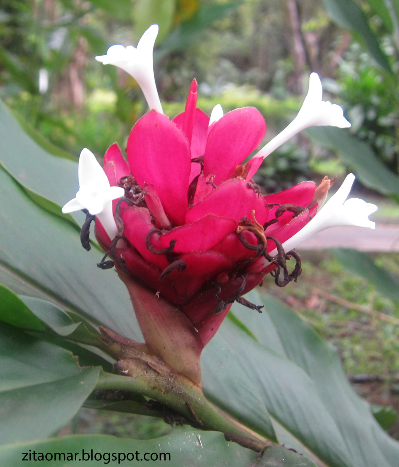 Inspirasi Terbaru Gambar Bunga Bunga Cinta