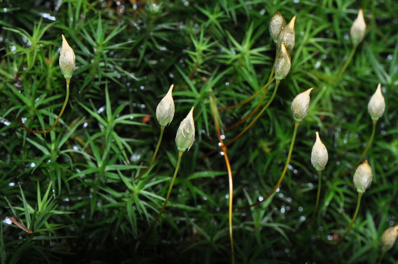 3 Princess: Life cycle of Polytrichum